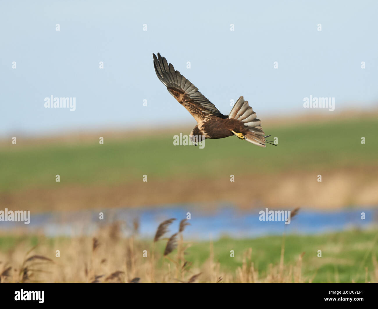 Marsh Harrier in flight Stock Photo - Alamy