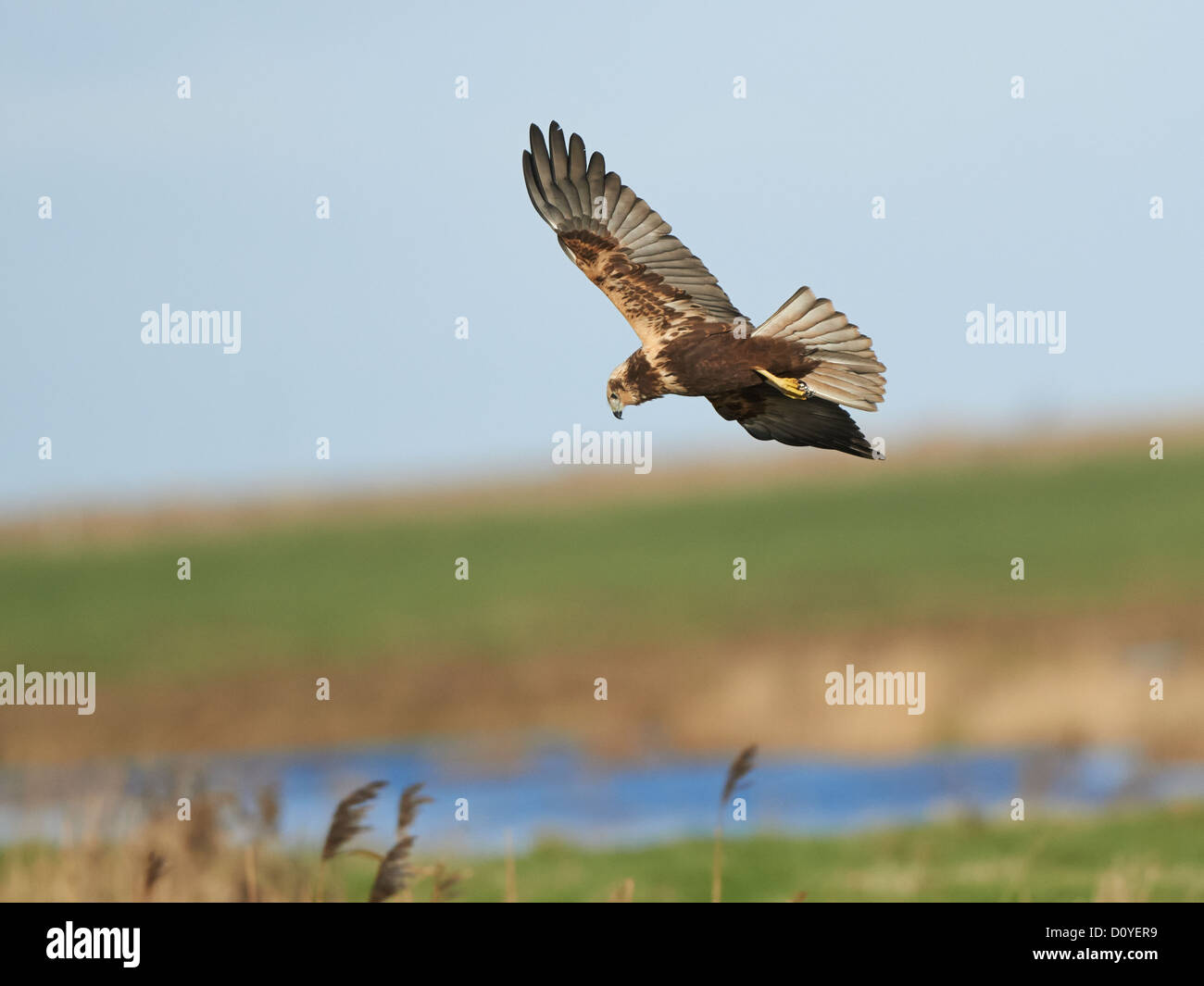 Marsh Harrier in flight Stock Photo - Alamy