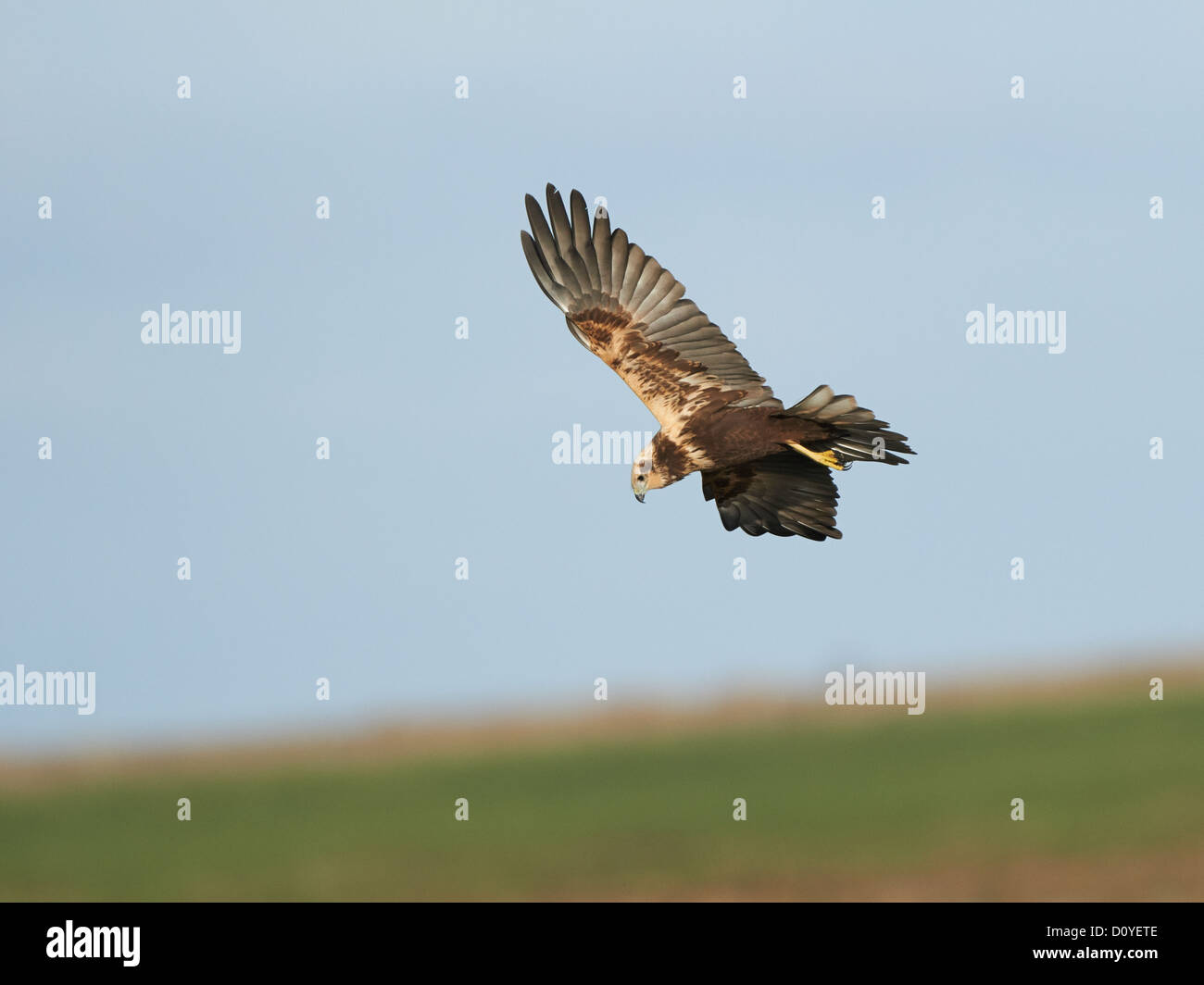 Marsh Harrier in flight Stock Photo - Alamy