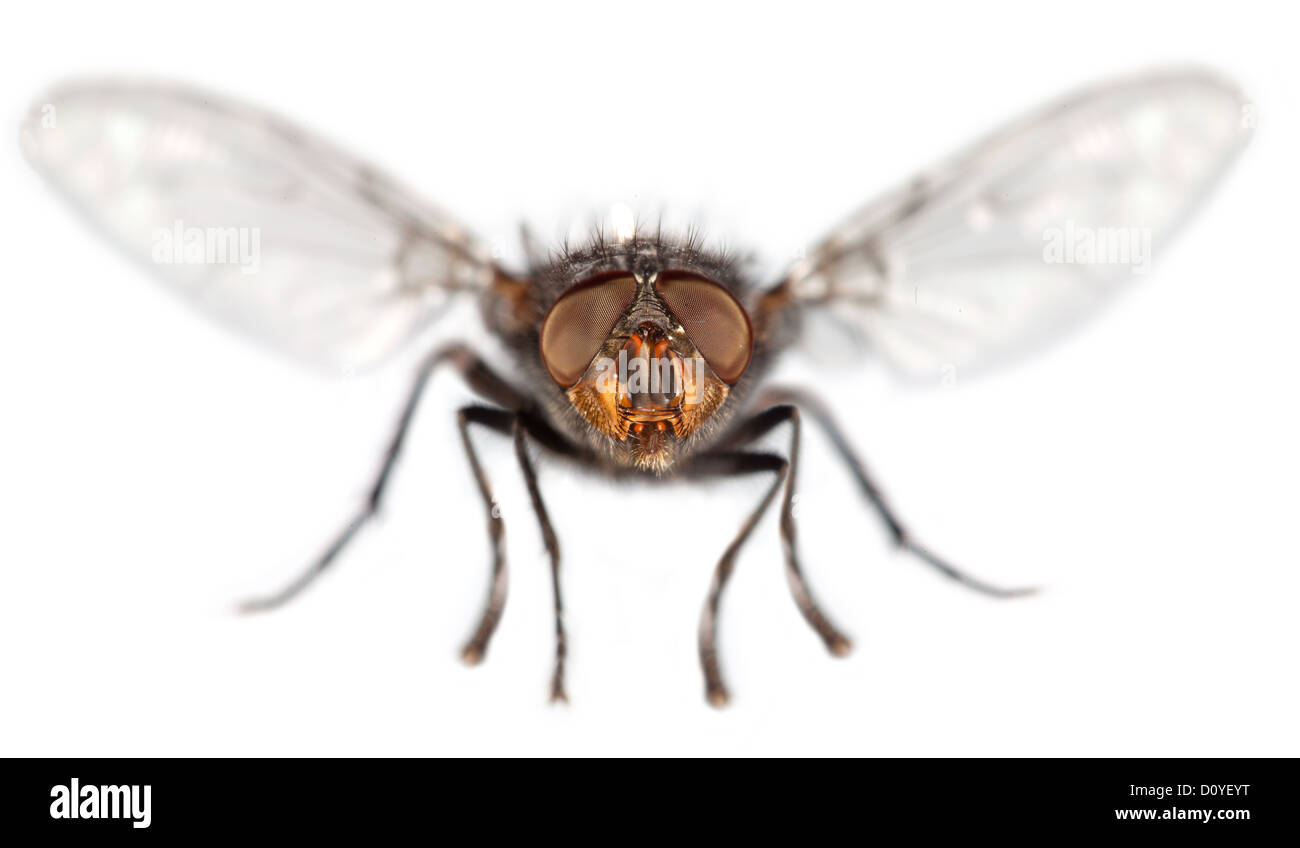 Close up small fly Cut Out Stock Images & Pictures - Alamy