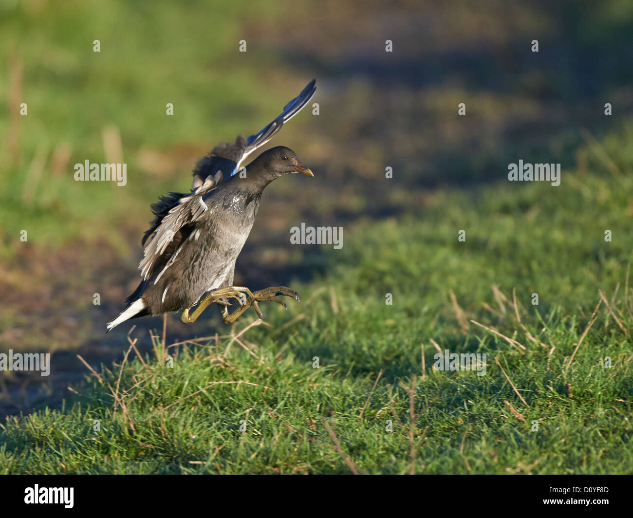 Flying moorhen hi-res stock photography and images - Alamy