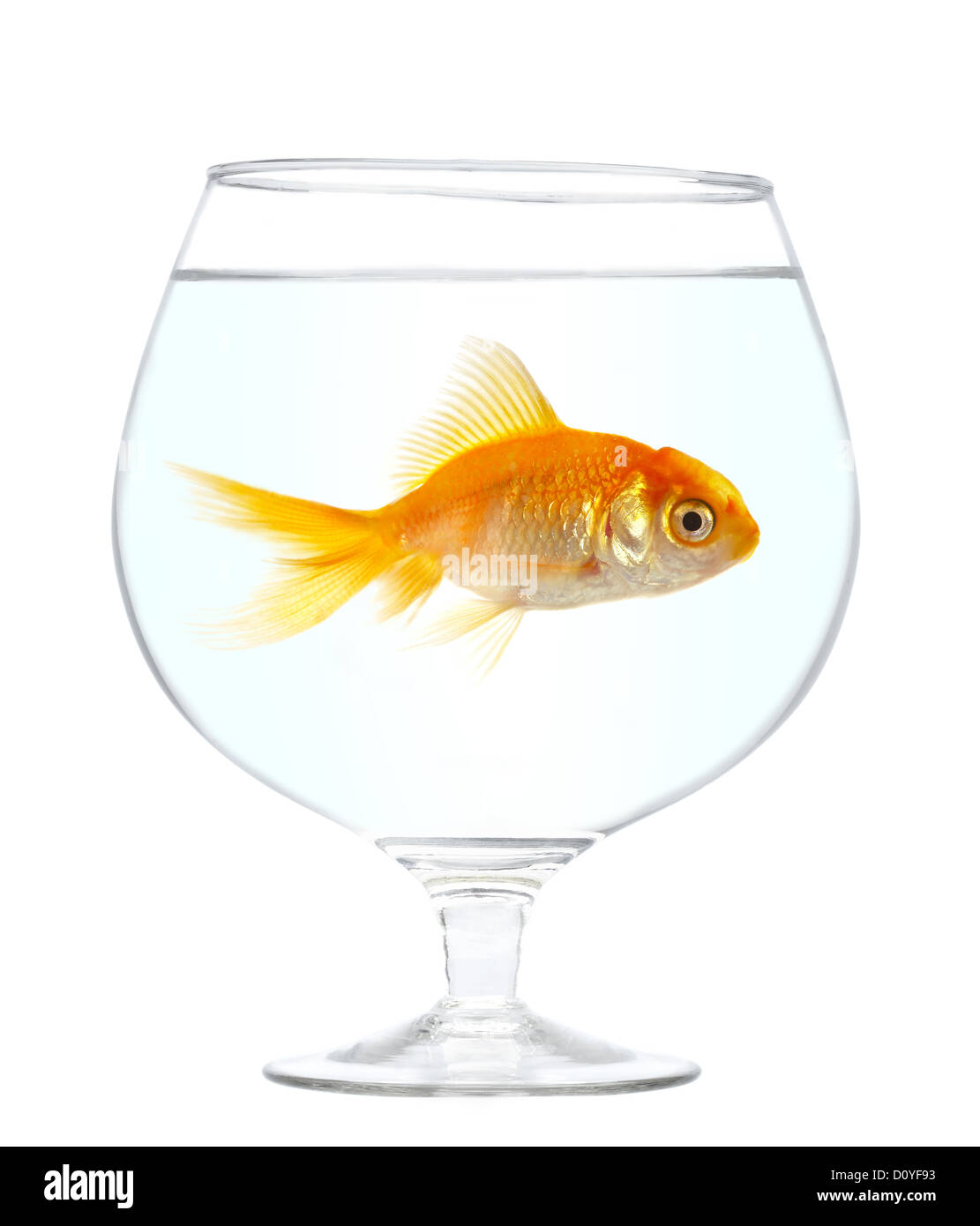 Small fish concepts Cut Out Stock Images & Pictures - Alamy