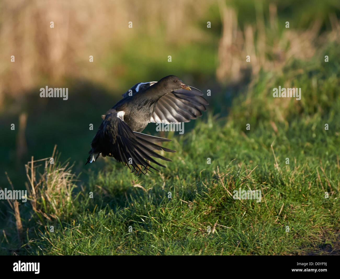 Flying moorhen hi-res stock photography and images - Alamy