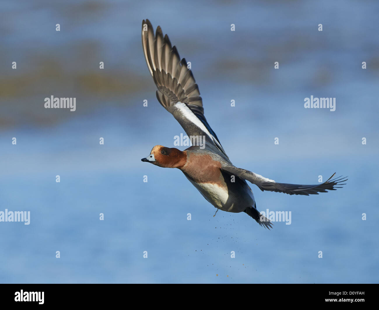 Common Widgeon Flying