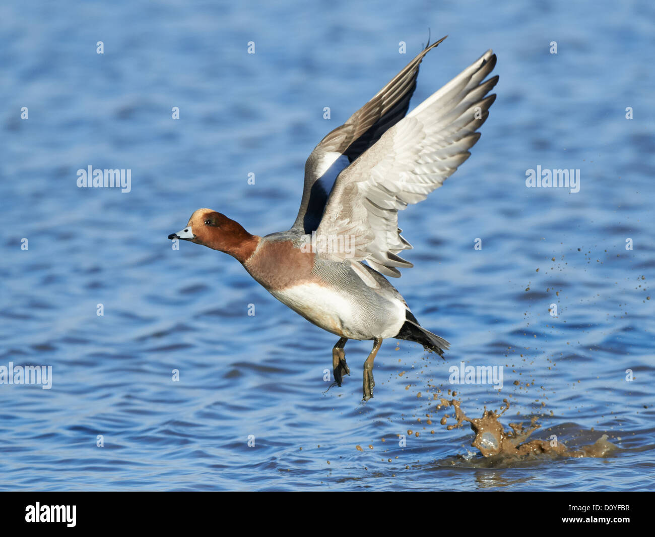 Wigeon uk duck flying hi-res stock photography and images - Alamy