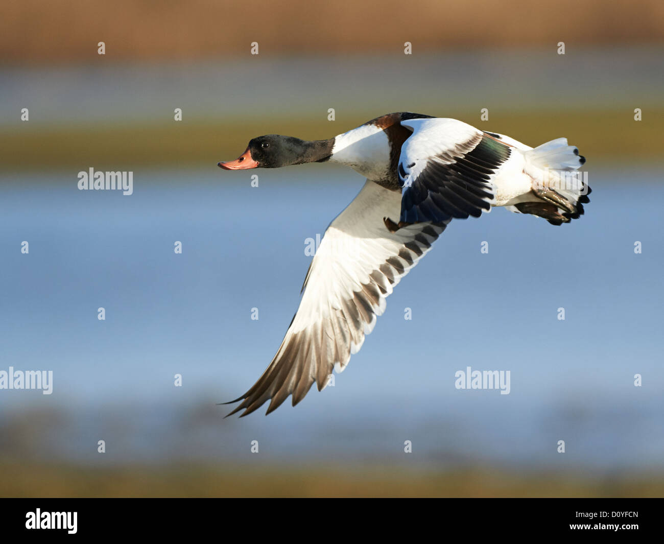 Bird shelduck duck wildfowl tadorna norfolk cley hi-res stock ...