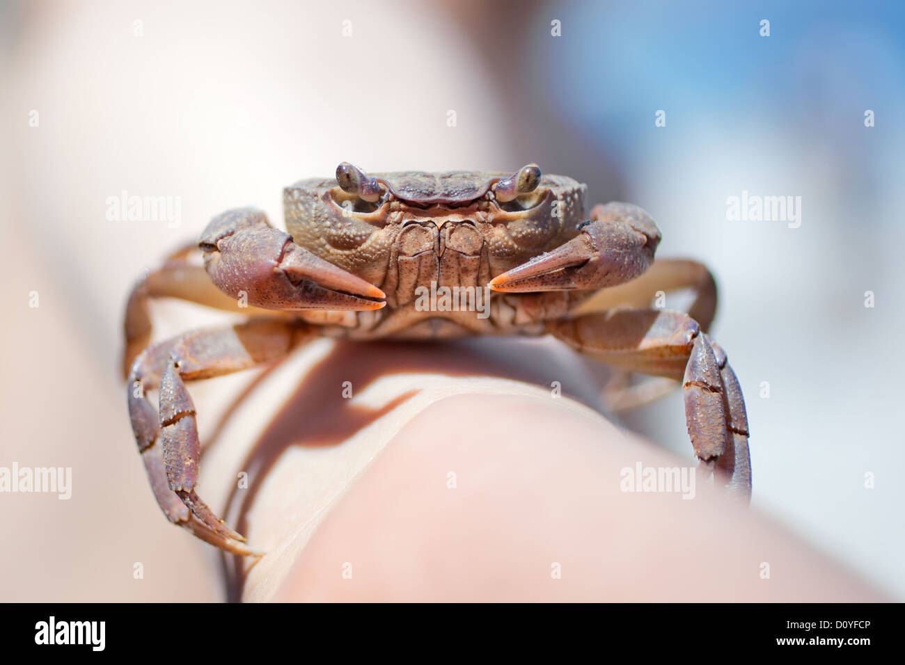 Male blue crab hi-res stock photography and images - Alamy