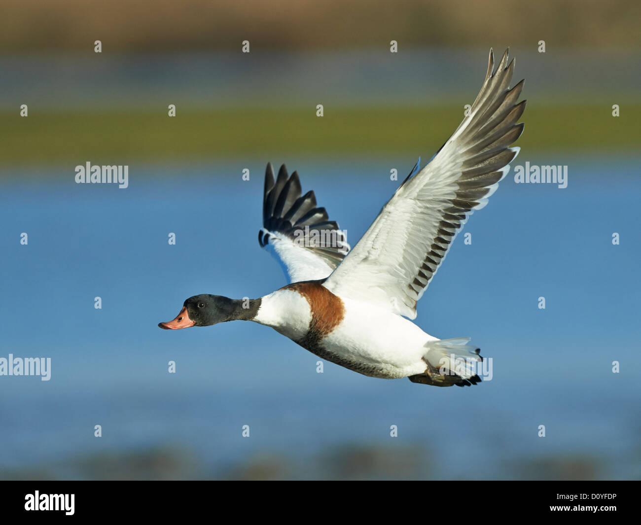 Shelduck in flight Stock Photo - Alamy