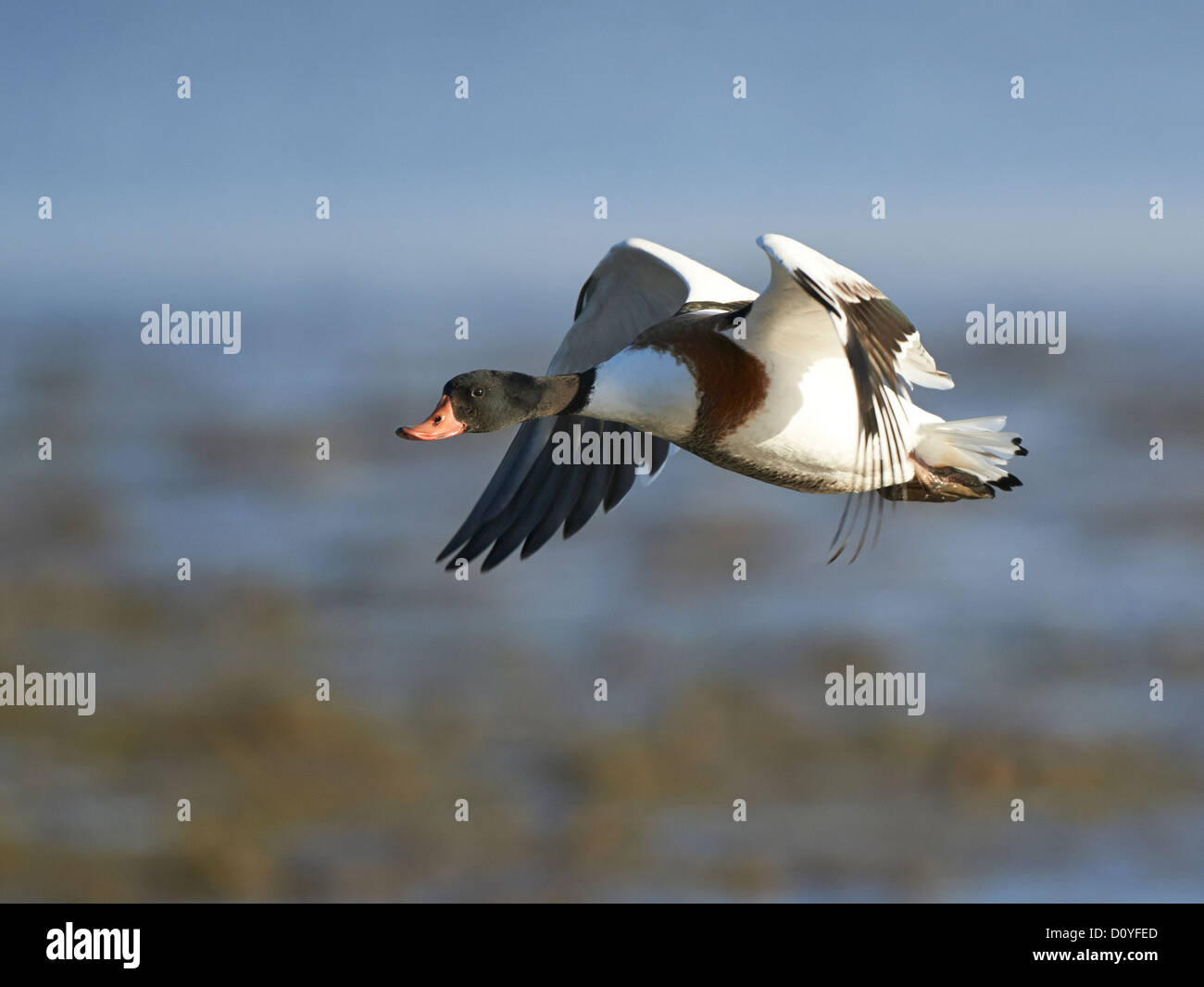 Shelduck in flight Stock Photo - Alamy