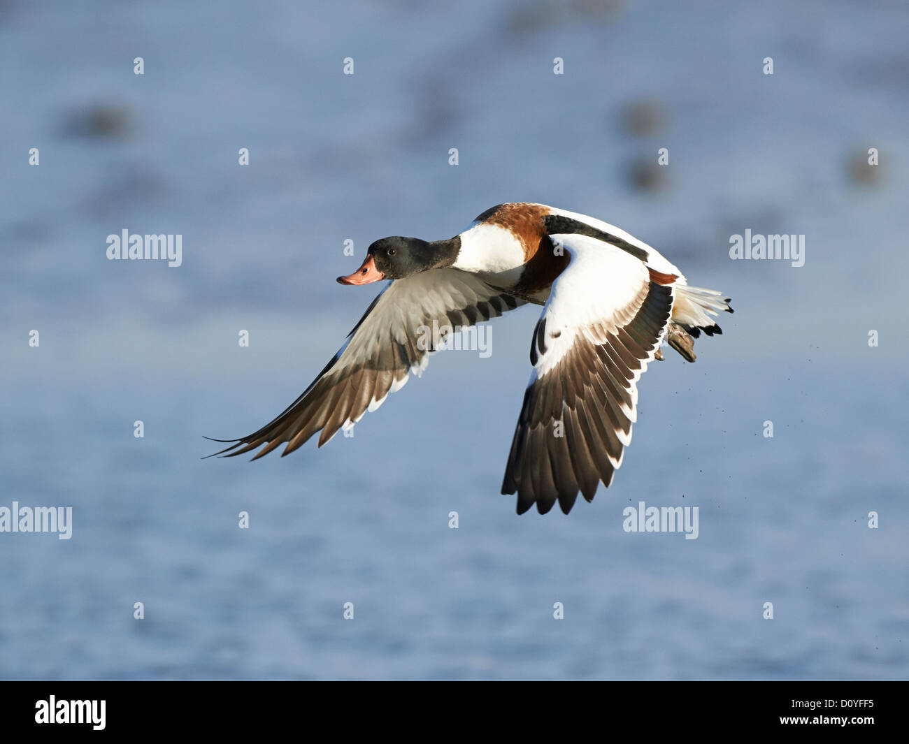 Bird shelduck duck wildfowl tadorna norfolk cley hi-res stock ...