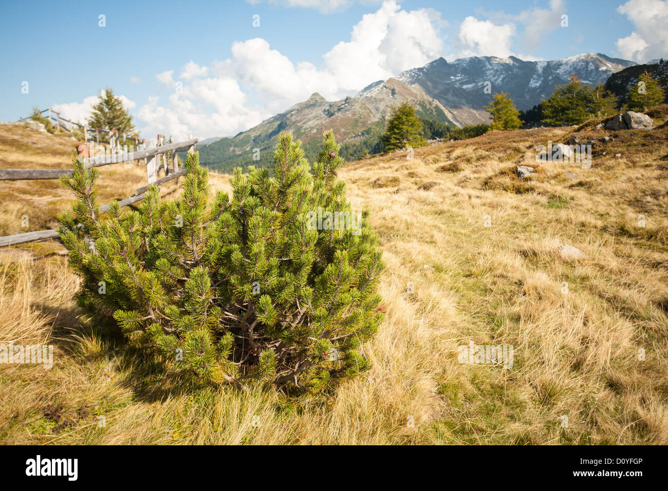 A grassy plateau in the Austrian Alps at Pastcherkofel in summer, with ...