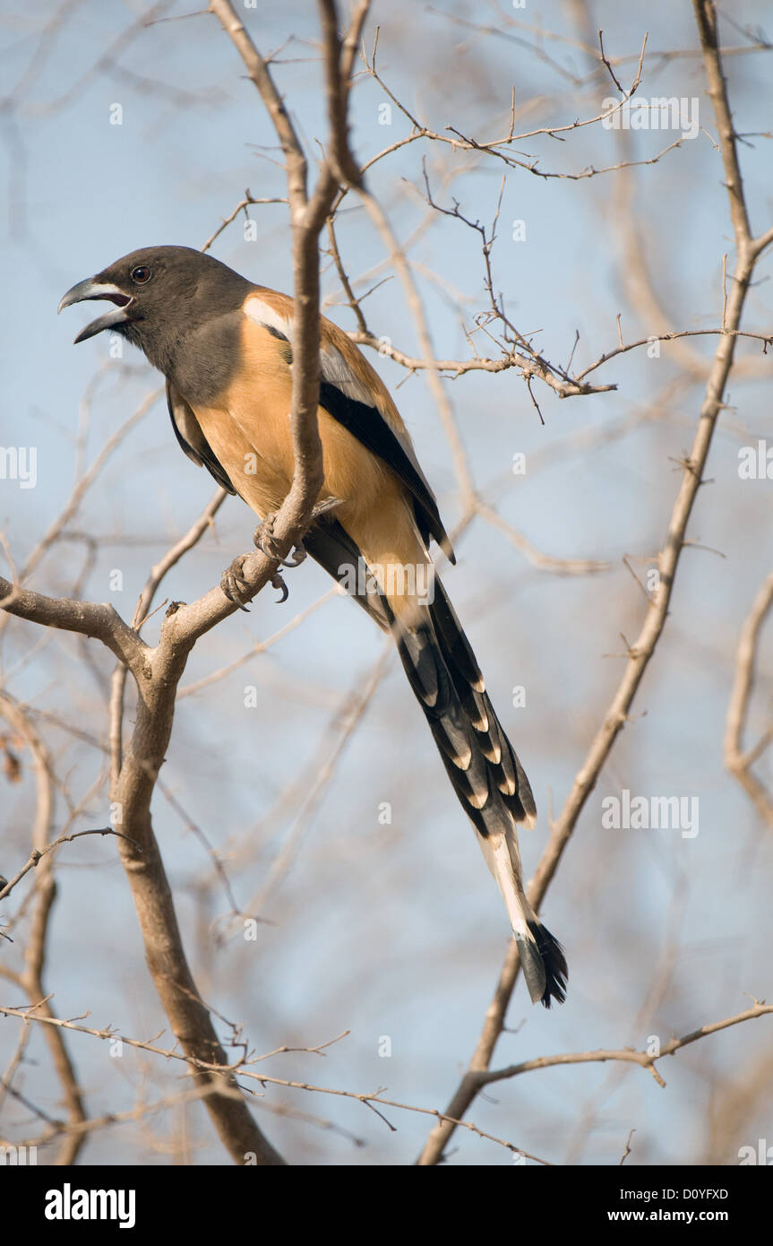 Rufous treepie in india hi-res stock photography and images - Alamy