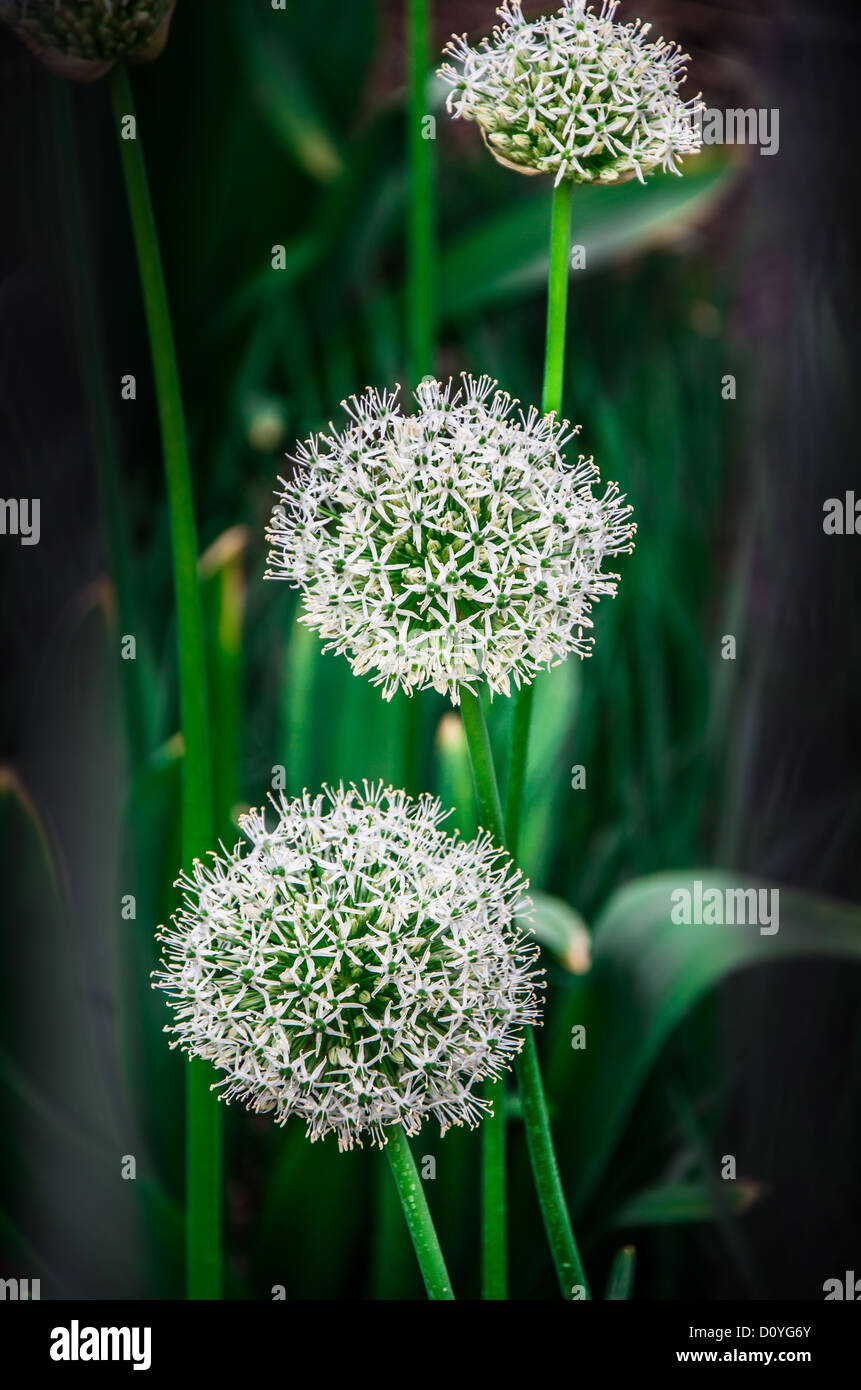Flowering wild garlic Stock Photo - Alamy