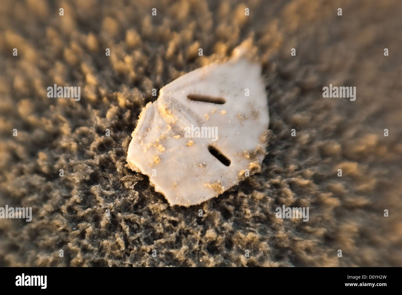 Broken sand dollar on the beach in Port Aransas Texas Stock Photo - Alamy