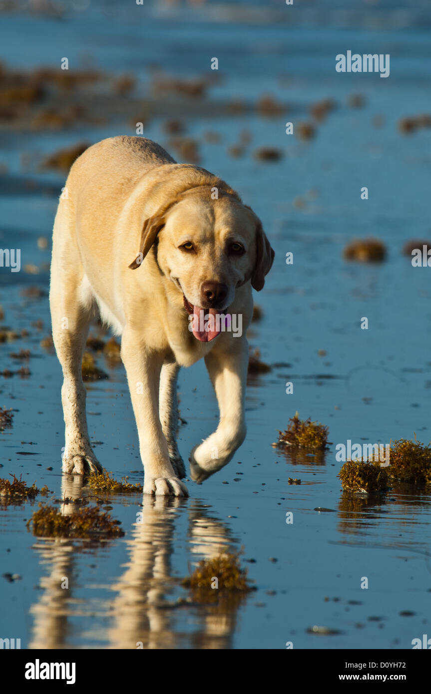 Yellow Labrador Retriever walking on the beach in Port Aransas Texas ...
