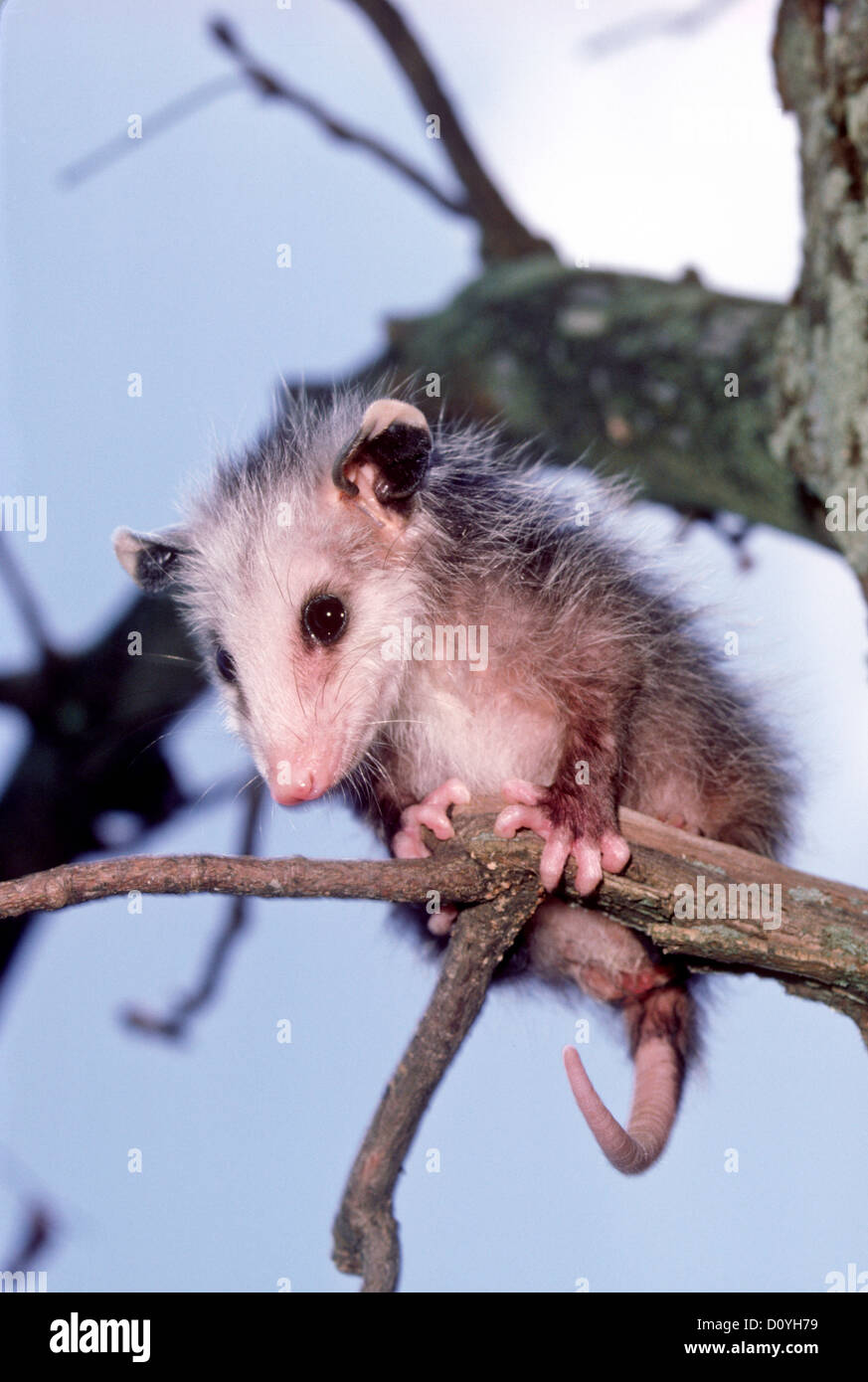 Baby opossum hi-res stock photography and images - Alamy