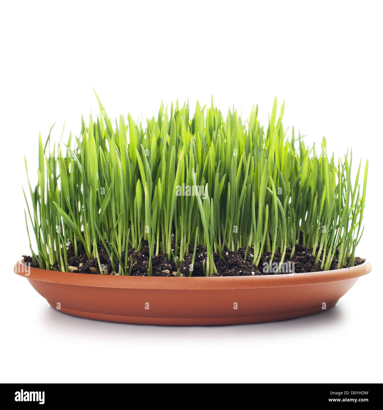 Grain grass Cut Out Stock Images & Pictures - Alamy