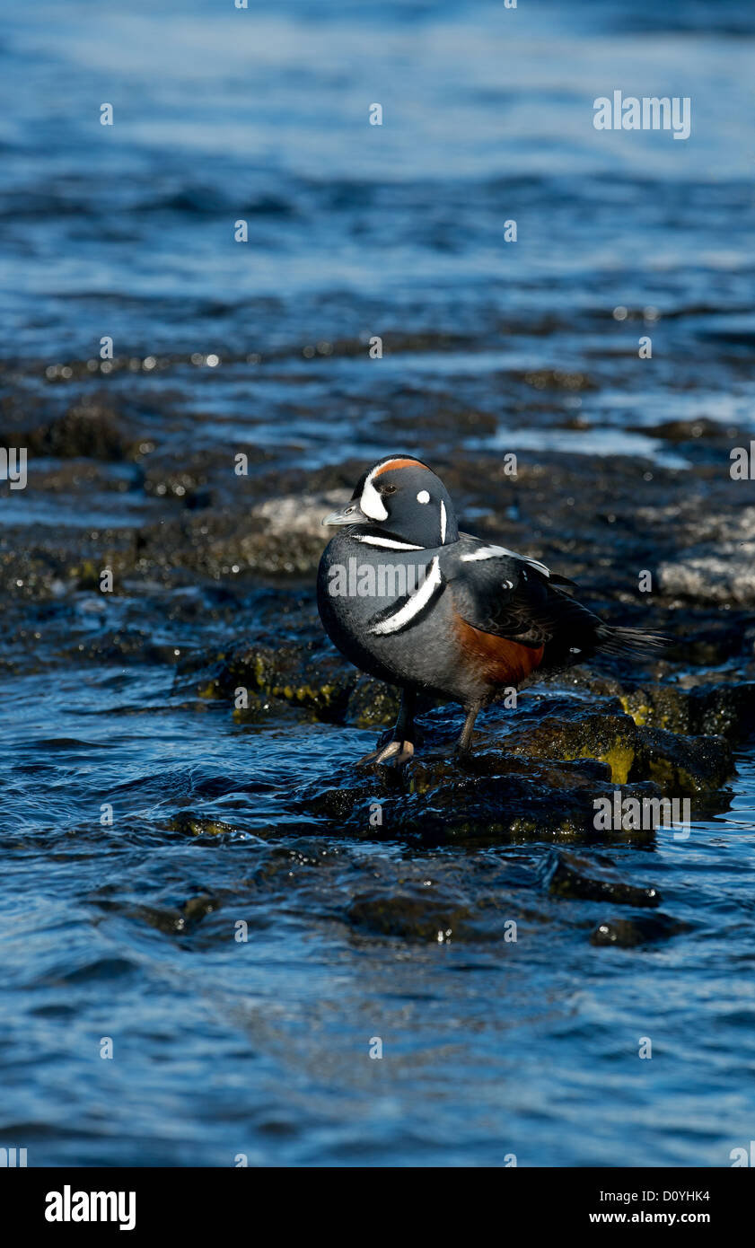 Harlequin Duck male in breeding plumage portrait Stock Photo - Alamy