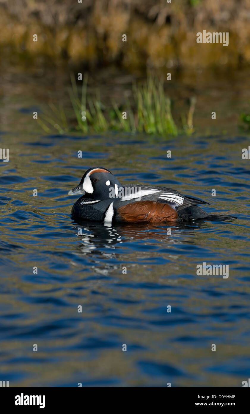 Harlequin Duck male in breeding plumage portrait Stock Photo - Alamy