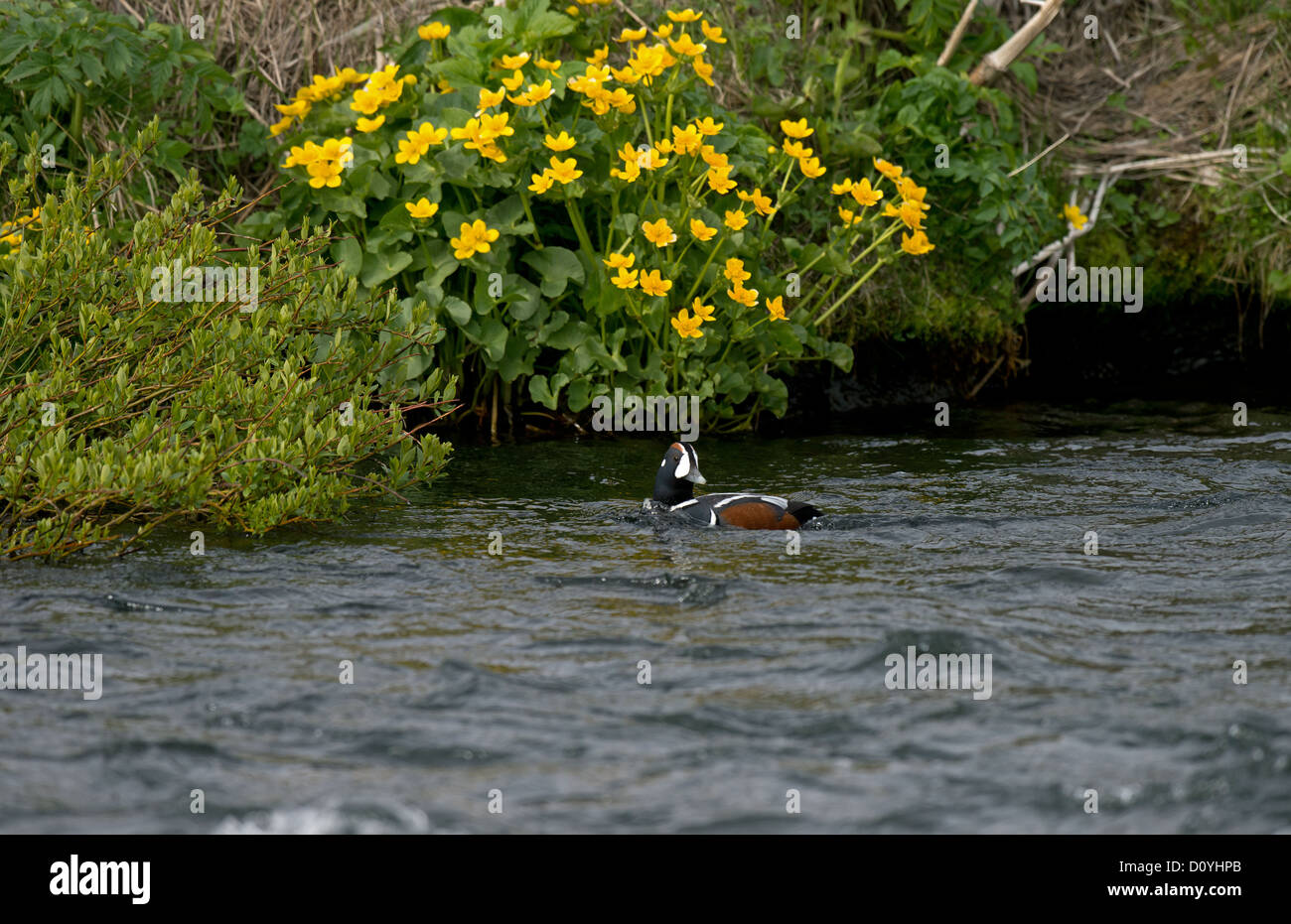 Harlequin duck uk hi-res stock photography and images - Alamy