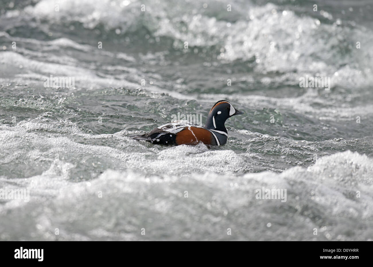 Harlequin Duck male in breeding plumage on fast flowing river Stock ...