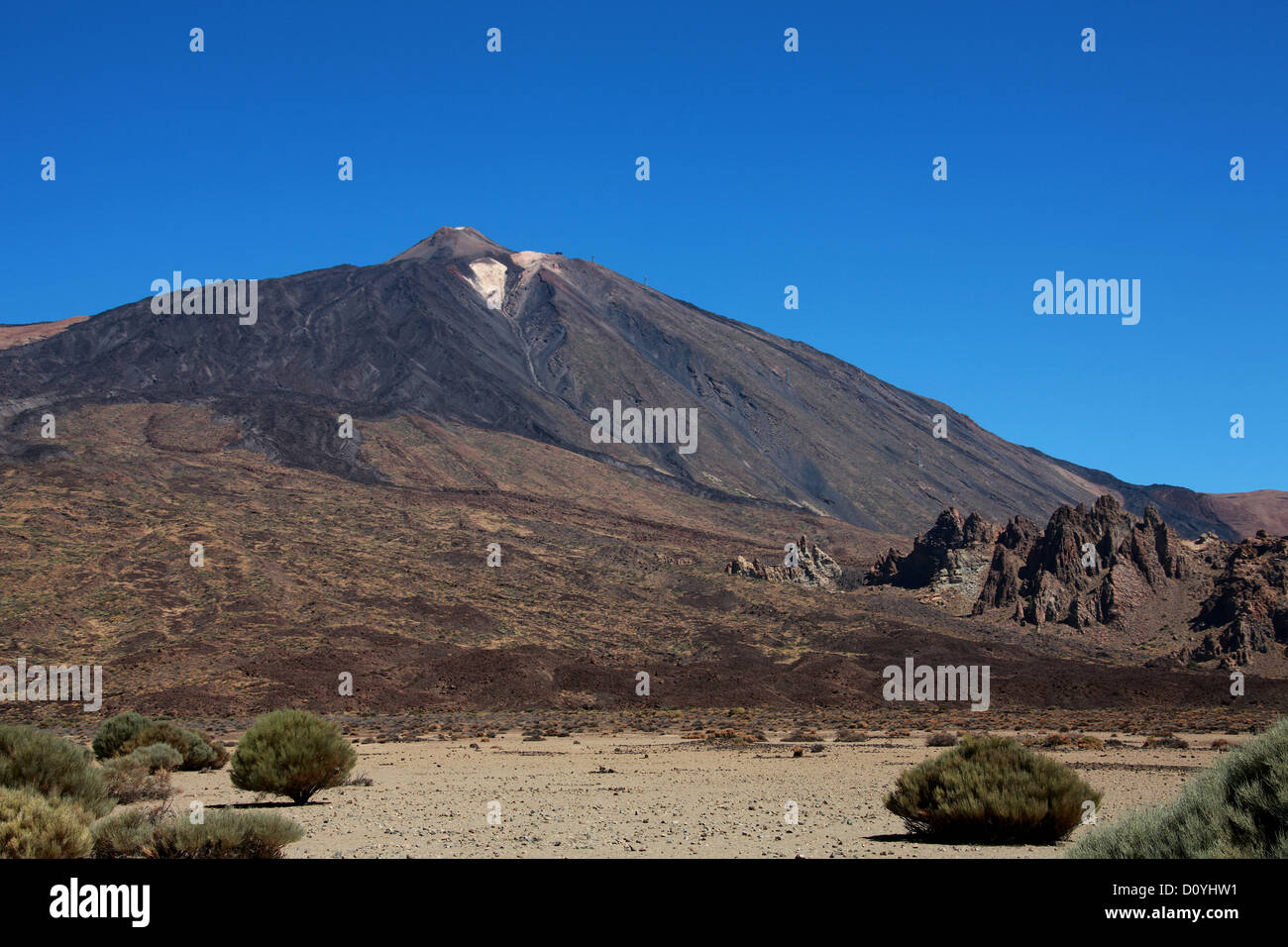 Spartocytisus supranubius hi-res stock photography and images - Alamy