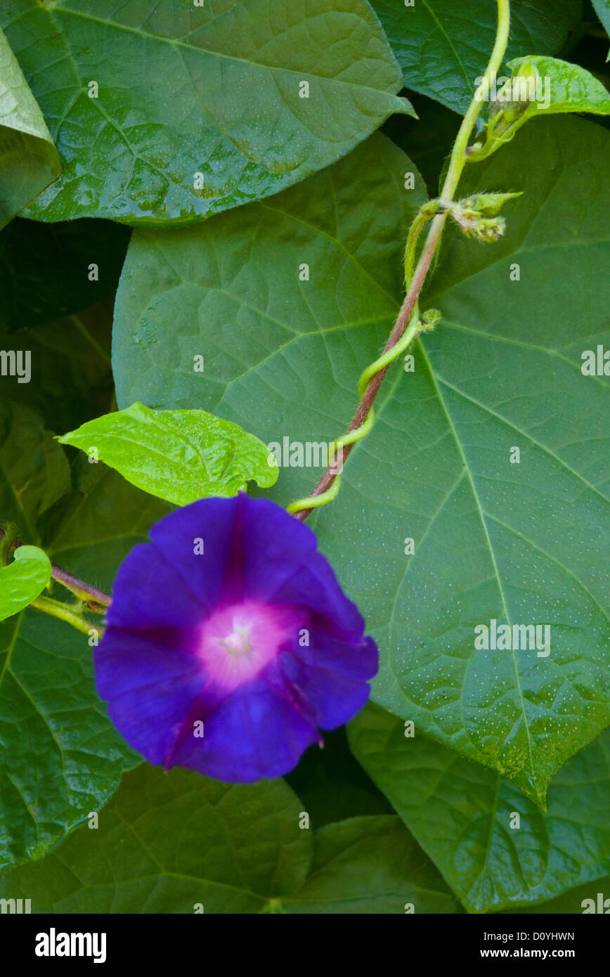 Morning glory and vine in summer garden, Maine Stock Photo - Alamy