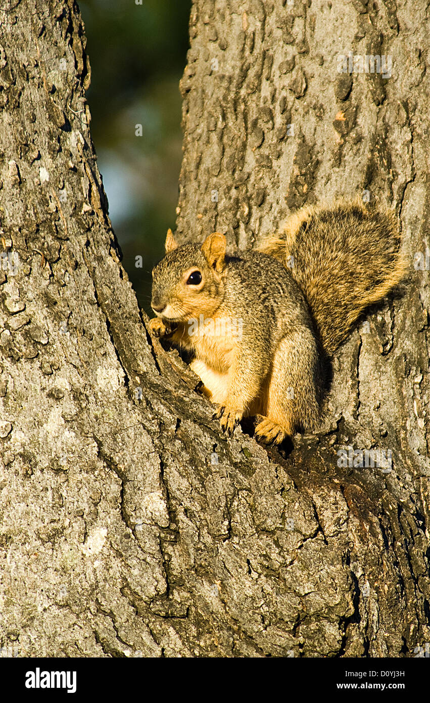 Eastern fox squirrel (Sciurus niger) sitting in a tree Stock Photo - Alamy