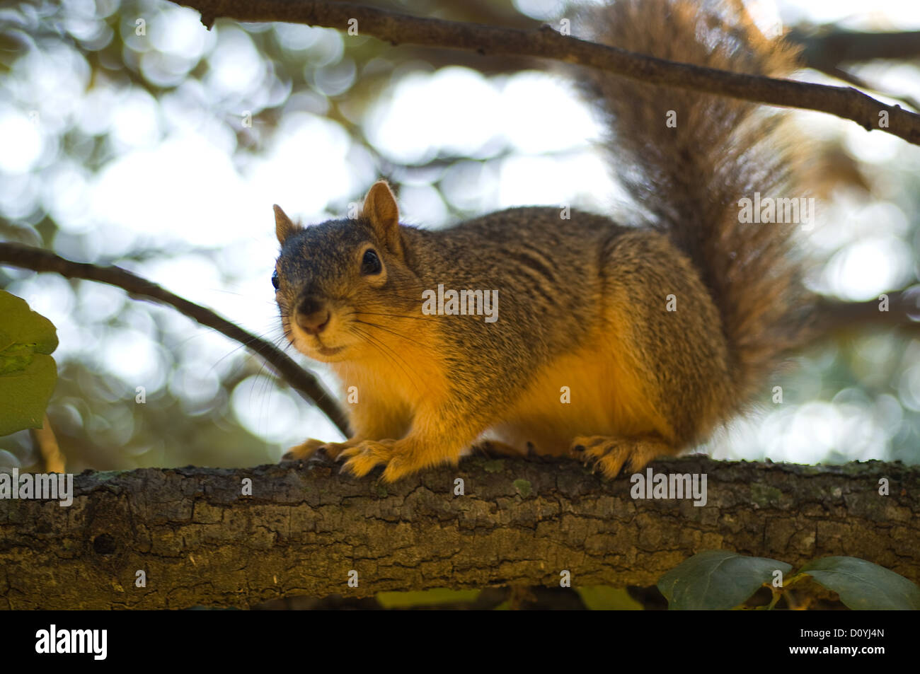 Eastern fox squirrel (Sciurus niger) sitting in a tree Stock Photo - Alamy