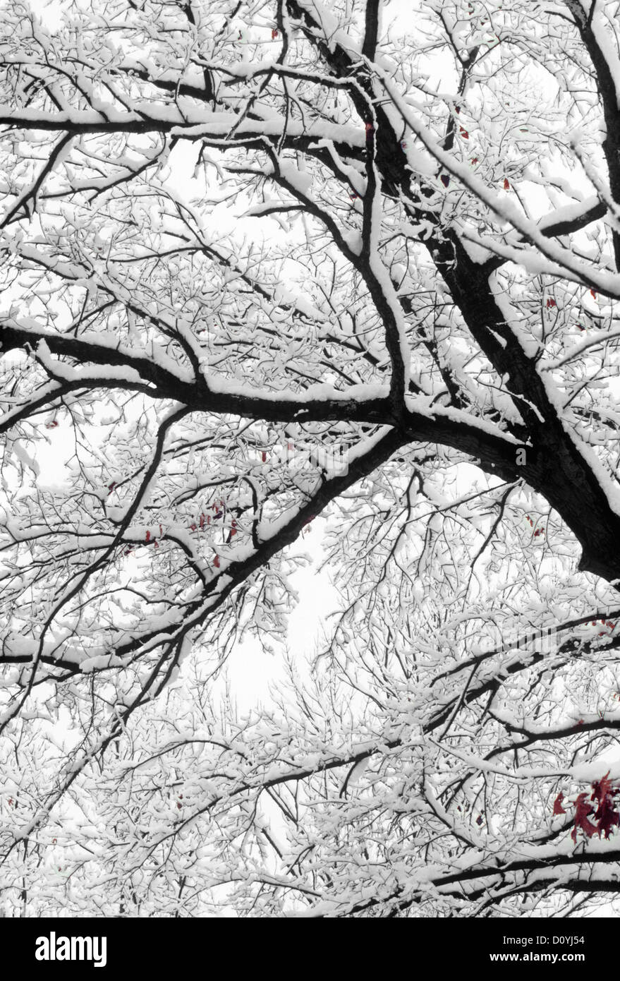 New winter snow highlights every feature of a maple tree after a winter ...