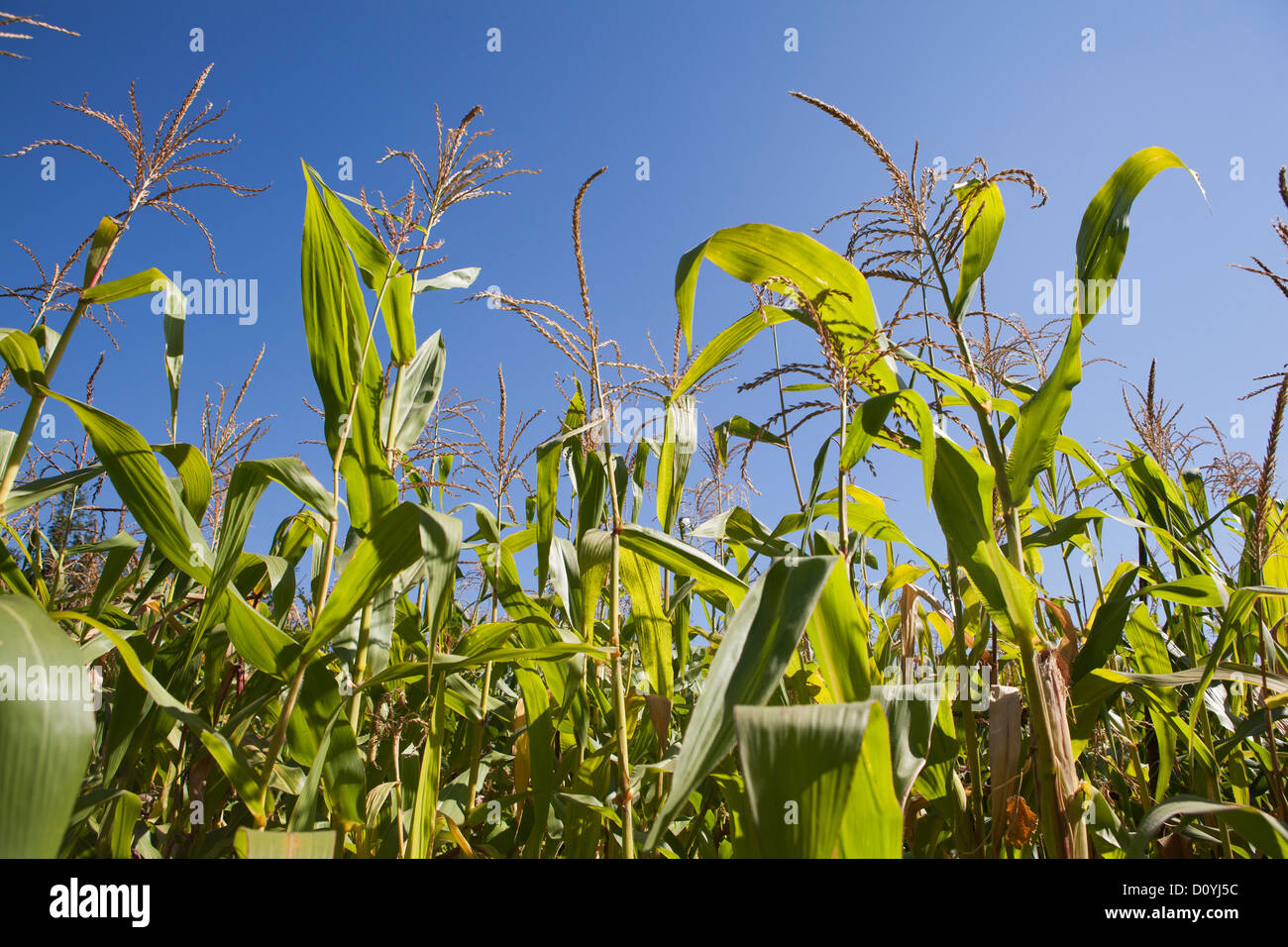 Corn grain green hi-res stock photography and images - Alamy