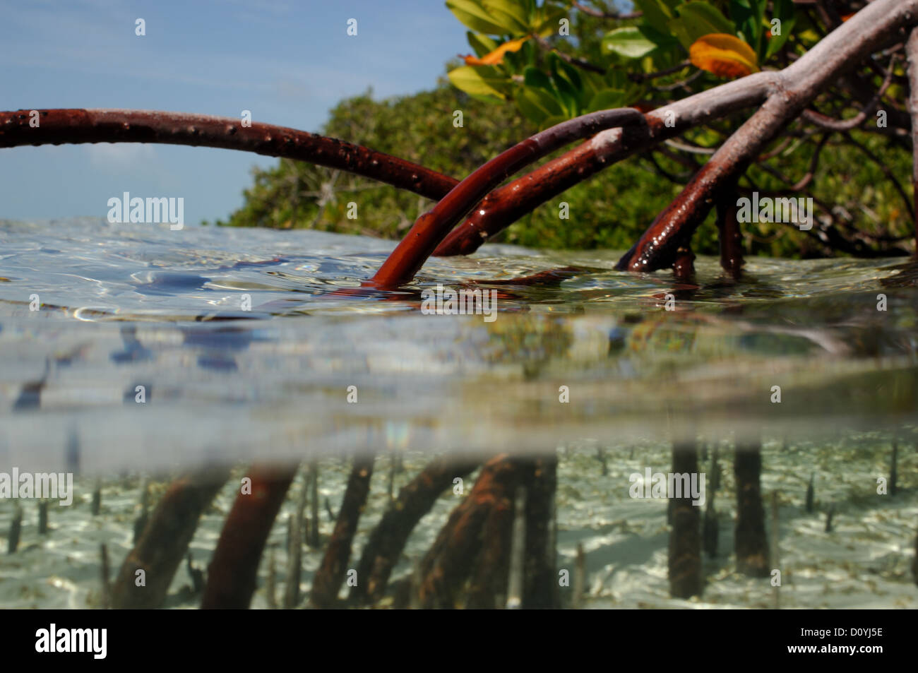 Underwater view of red mangrove roots, Crooked Island Bahamas Stock ...