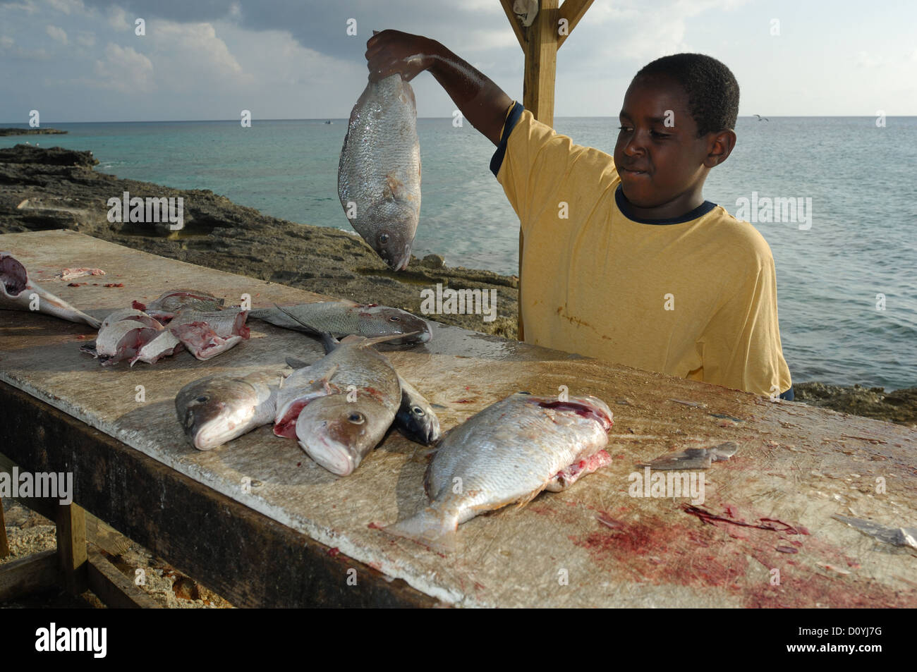 Young boy cleaning fish at Crooked Island Bahamas Stock Photo - Alamy