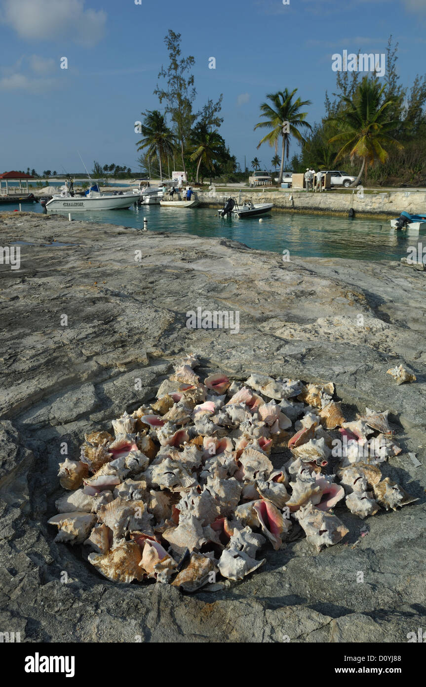Queen Conch, Bahamas High Resolution Stock Photography and Images - Alamy