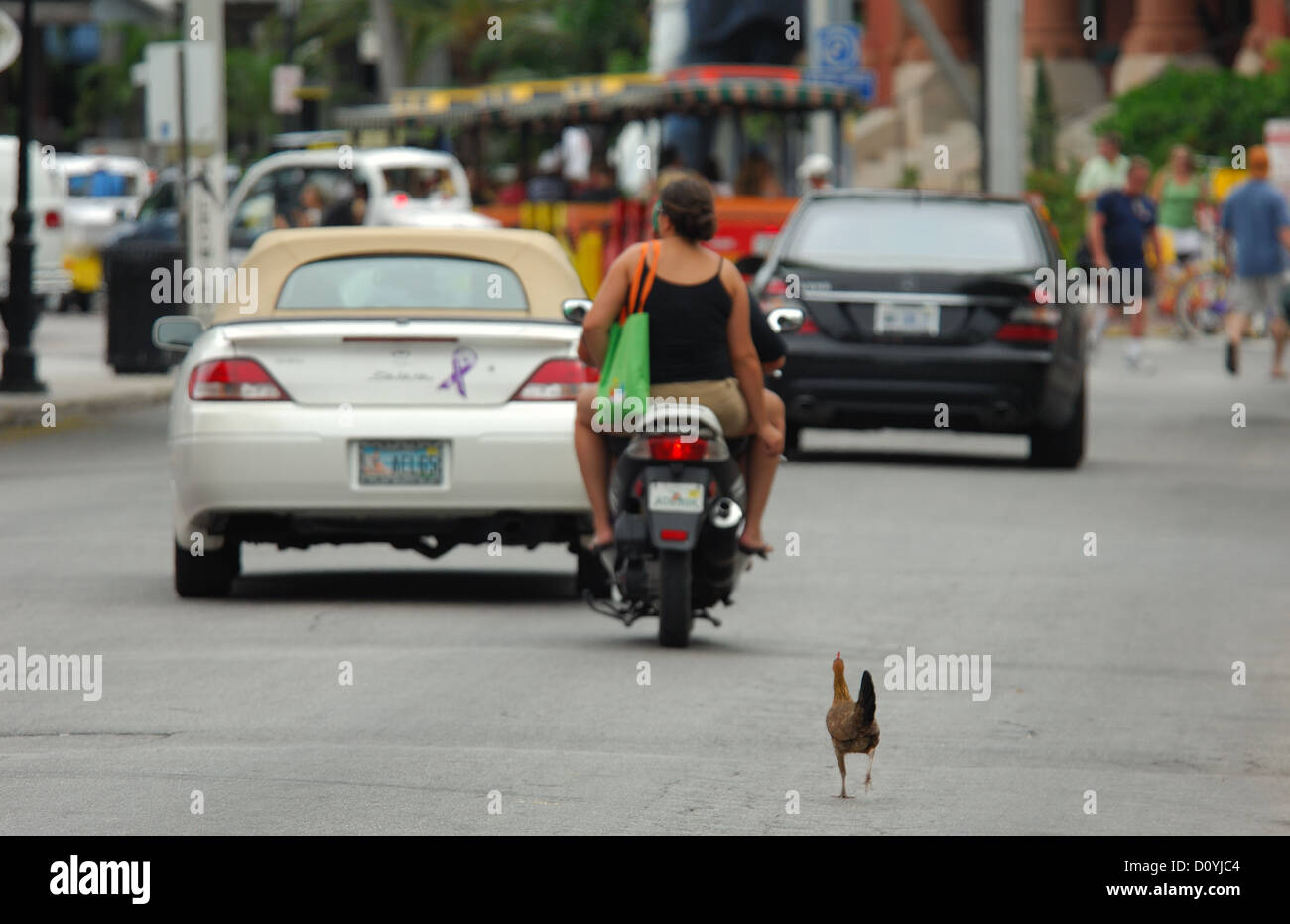 Feral chicken running down Front Street in Key West Florida Stock Photo ...