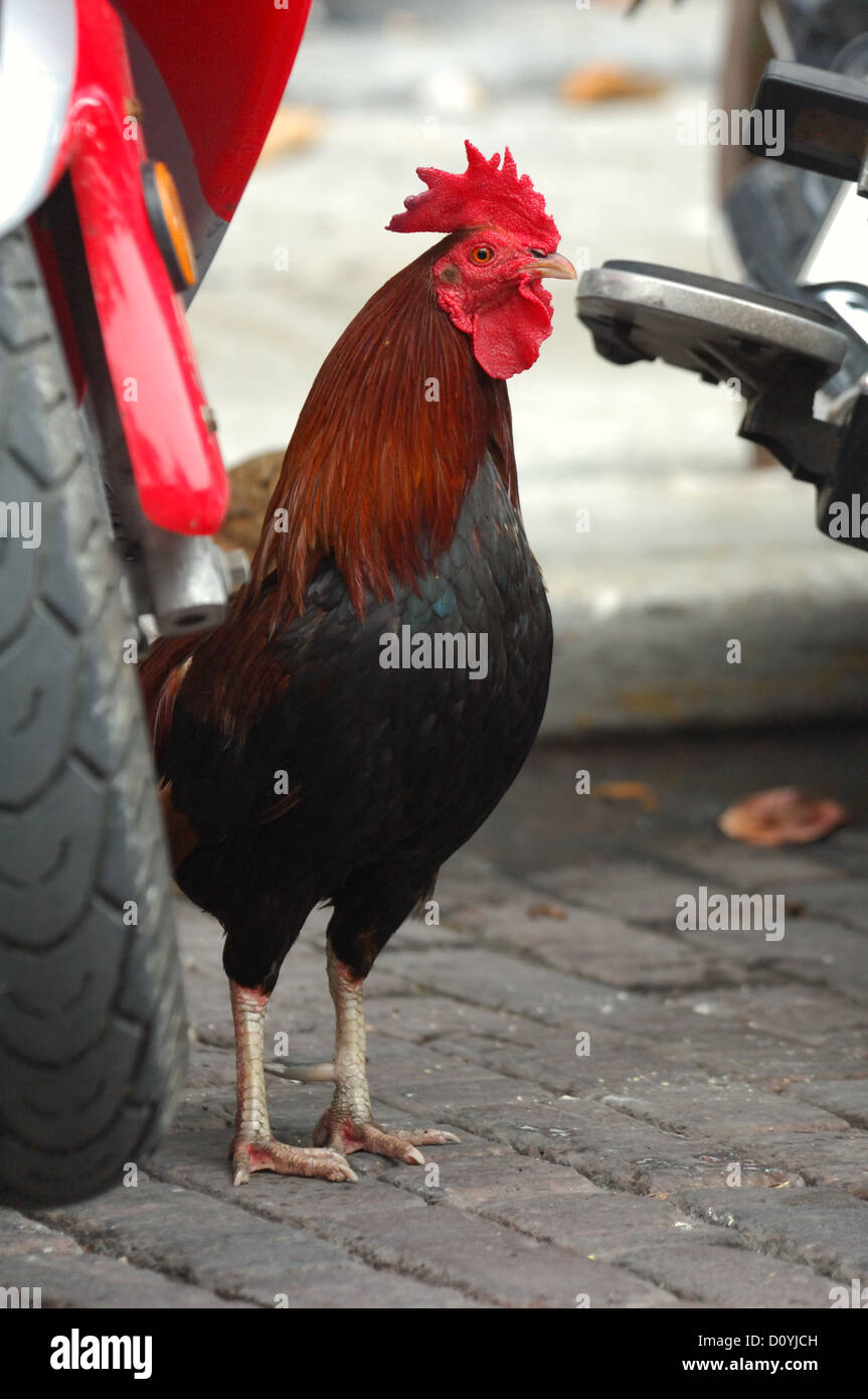 Key west rooster hi-res stock photography and images - Alamy