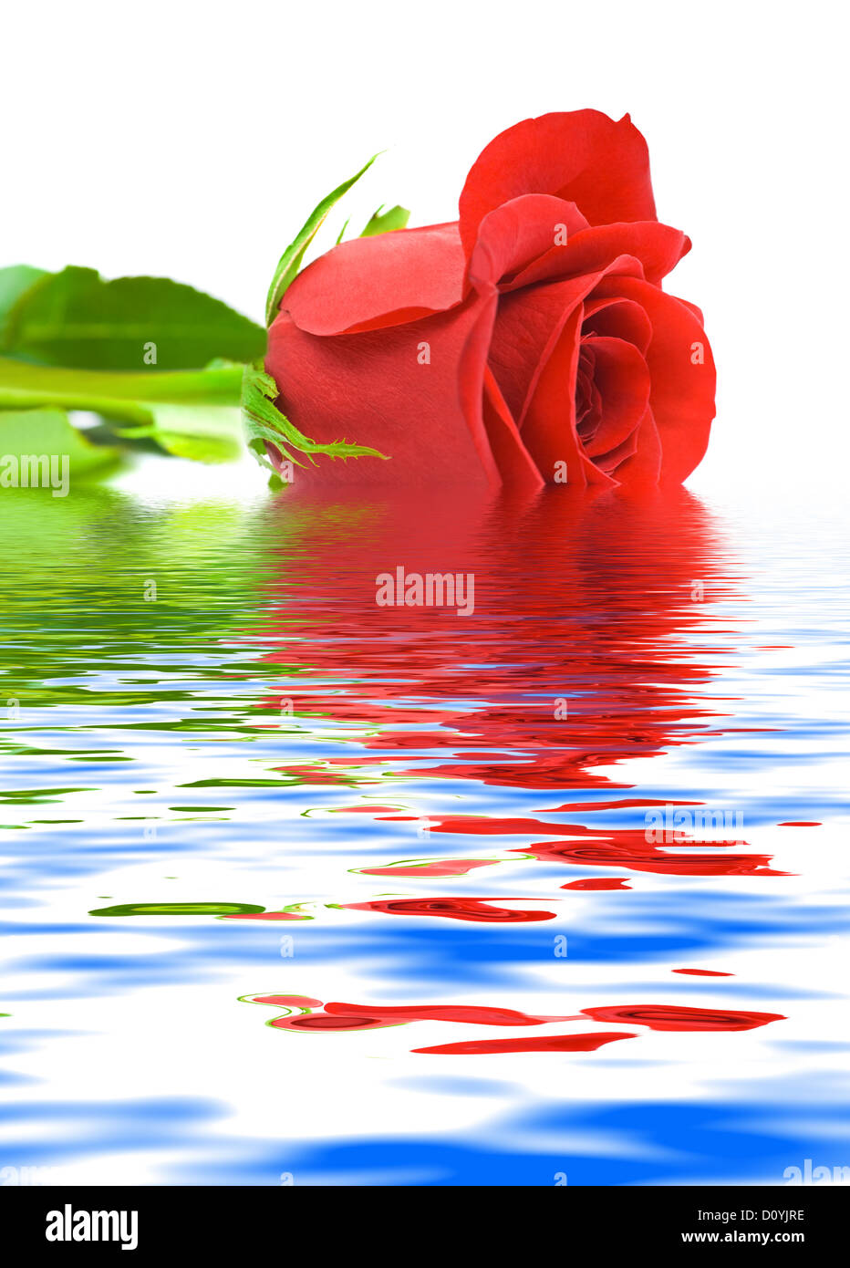 Rose in water Stock Photo - Alamy