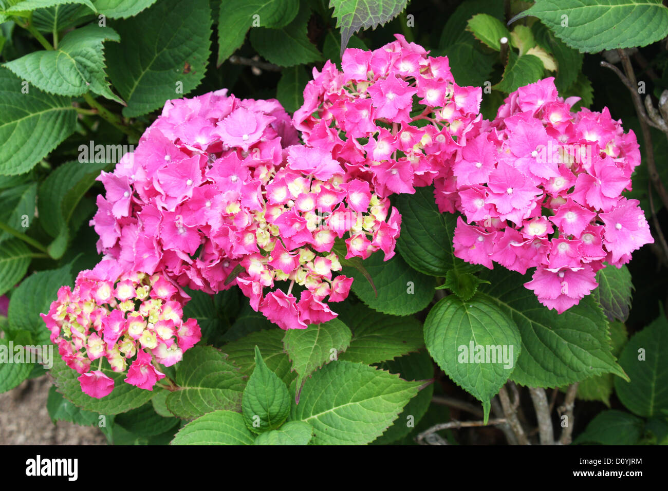 Pink hydrangea hi-res stock photography and images - Alamy