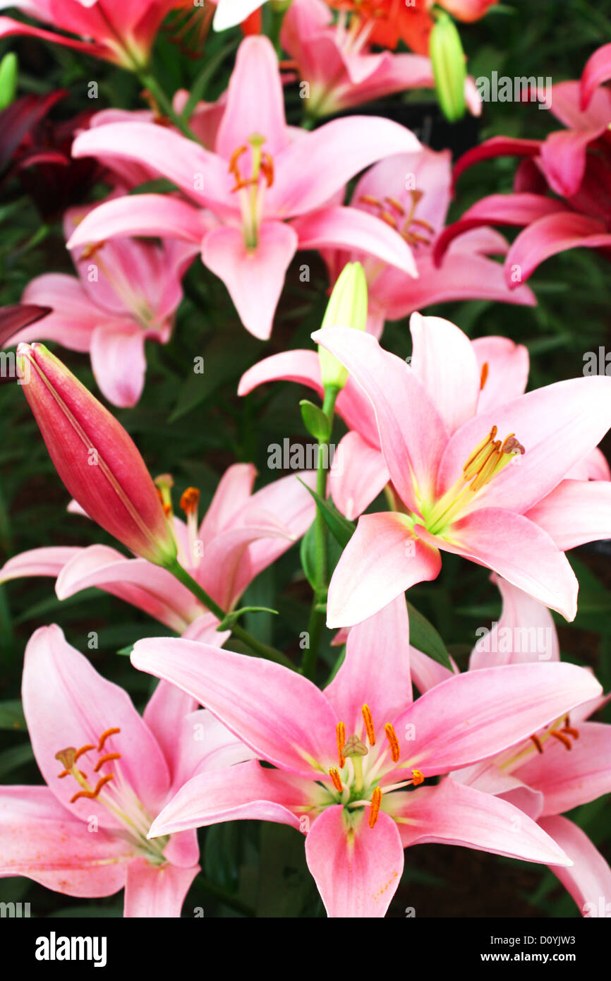 Beautiful pink lily flowers Stock Photo - Alamy