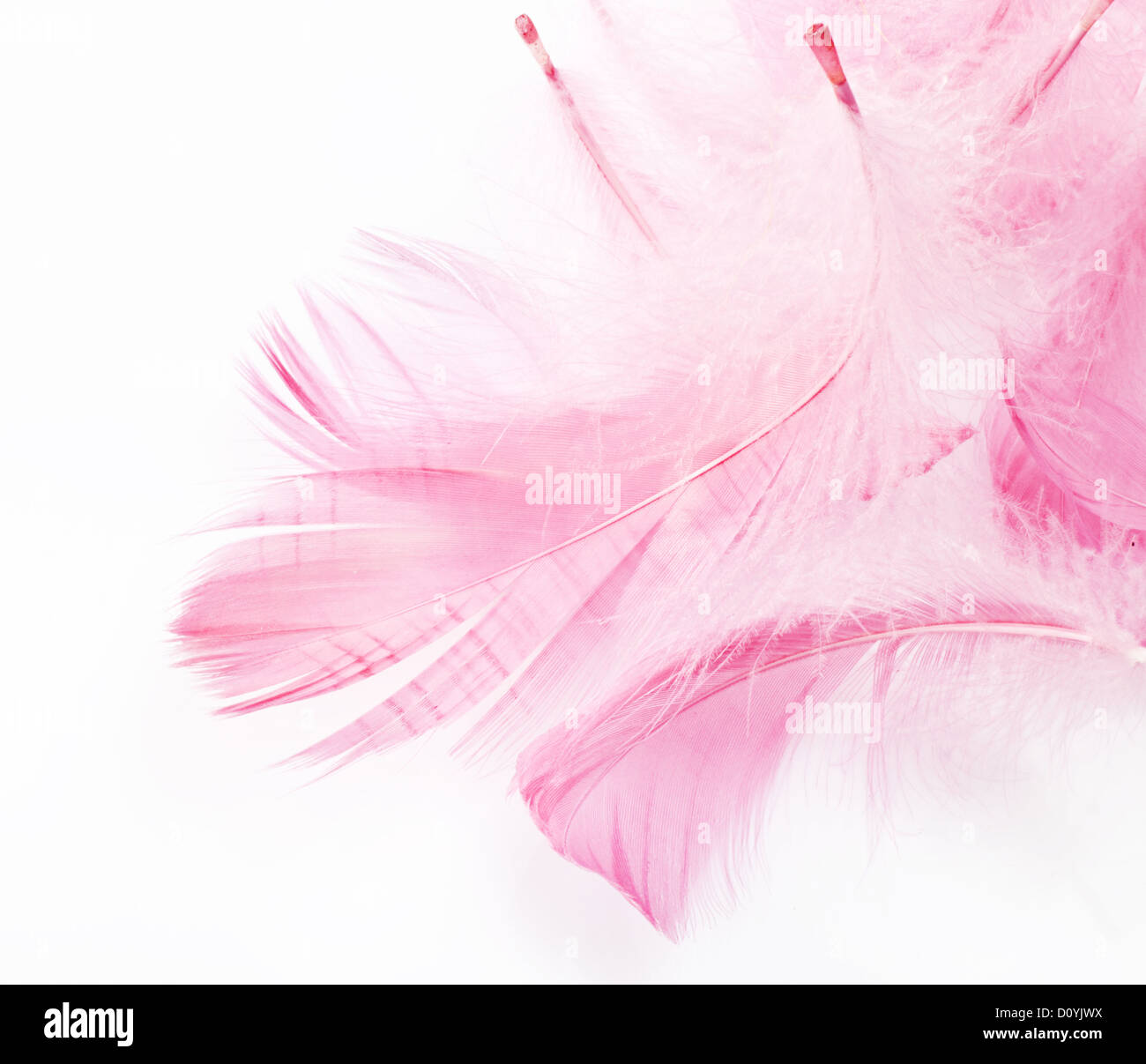 Feather hi-res stock photography and images - Alamy