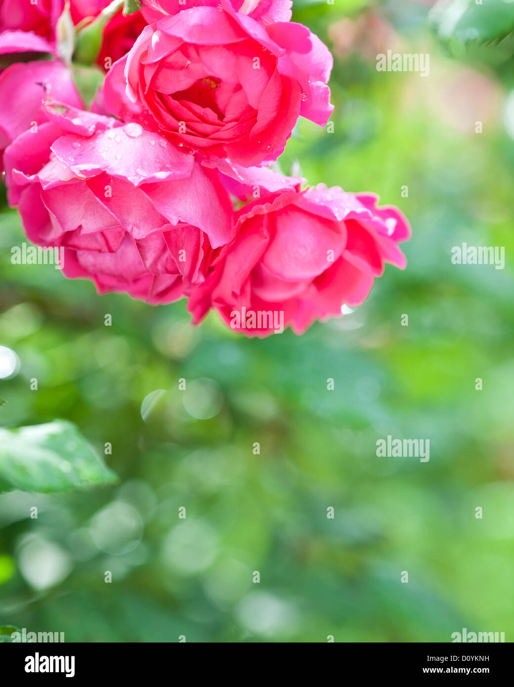 Rose bush spring hi-res stock photography and images - Alamy