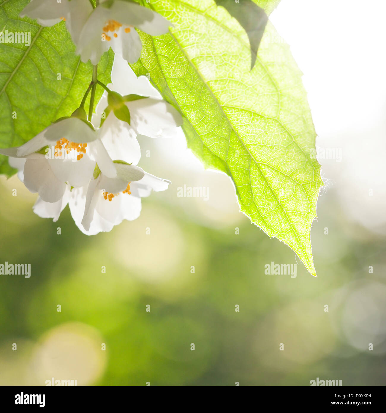 Single jasmine flower hi-res stock photography and images - Alamy