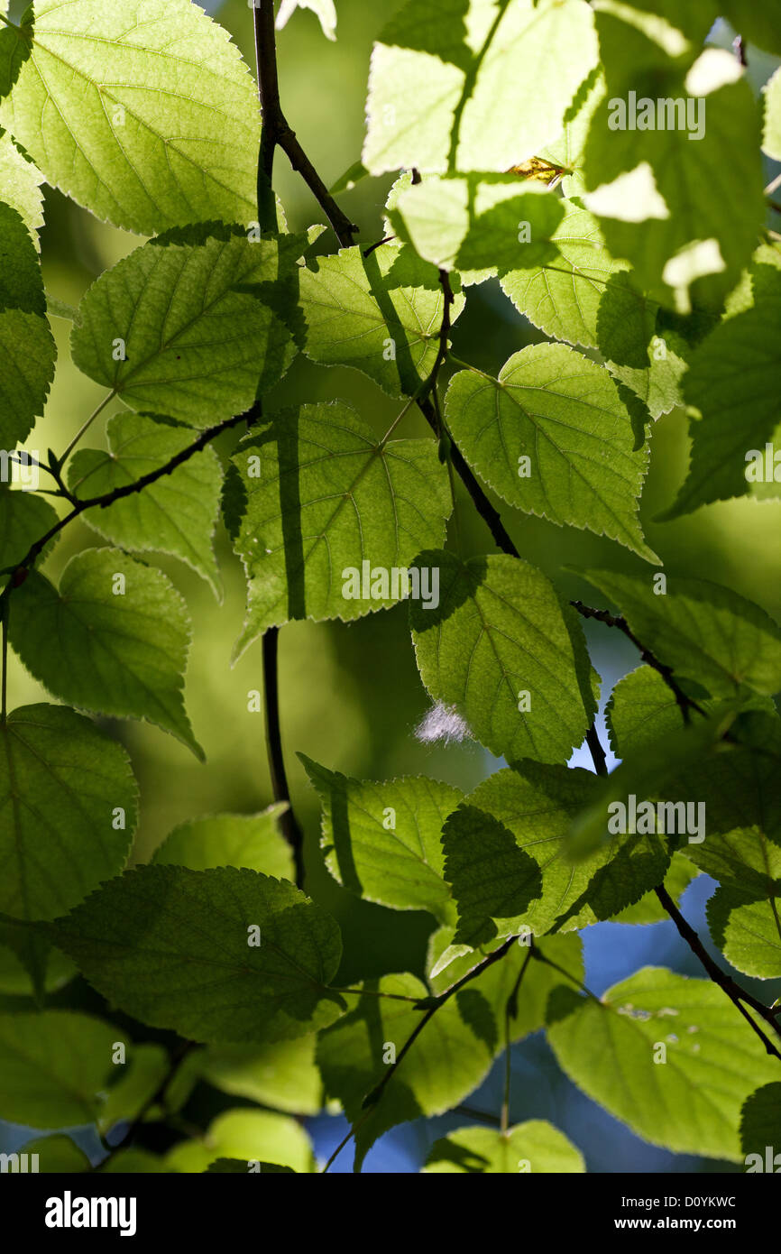 Spring leaves background Stock Photo - Alamy