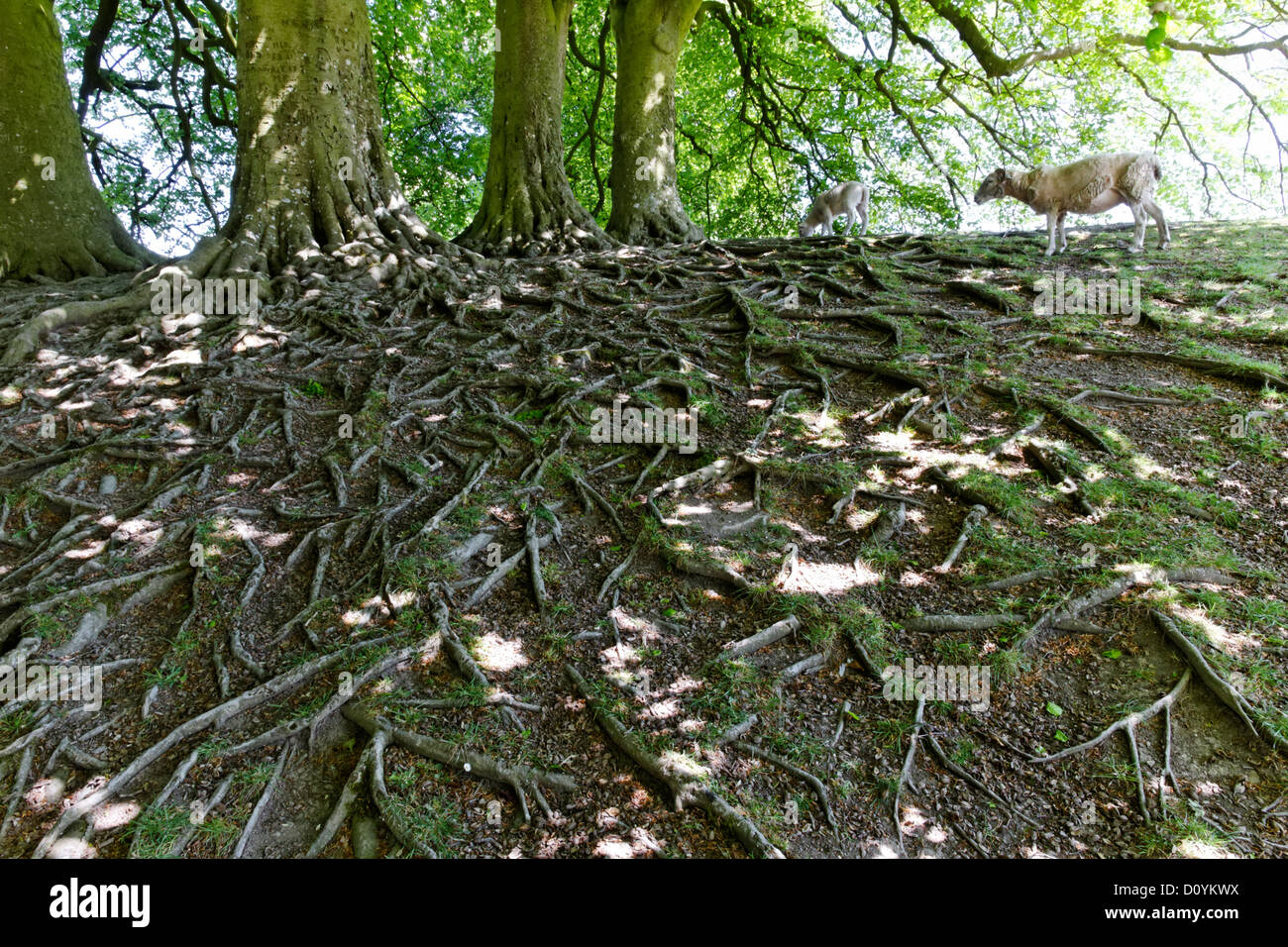 Exposed tree root system hi-res stock photography and images - Alamy