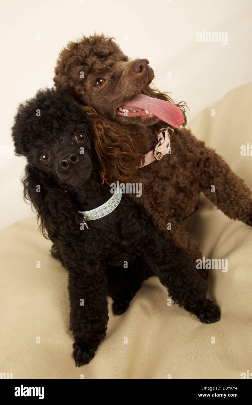 Black male toy poodle hi-res stock photography and images - Alamy