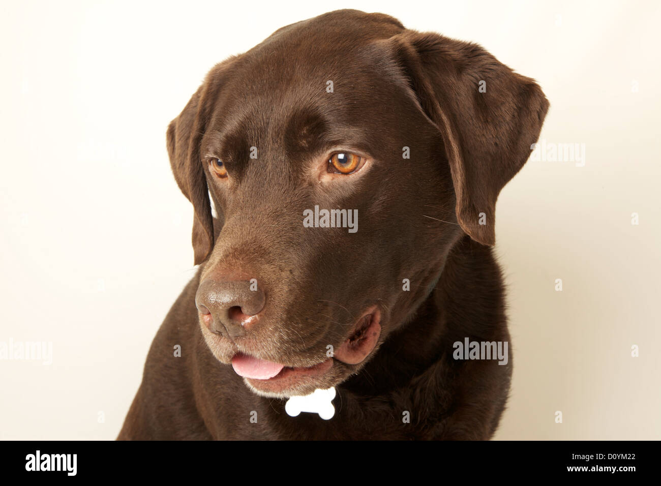 Of a male chocolate labrador on a white back drop hi-res stock ...