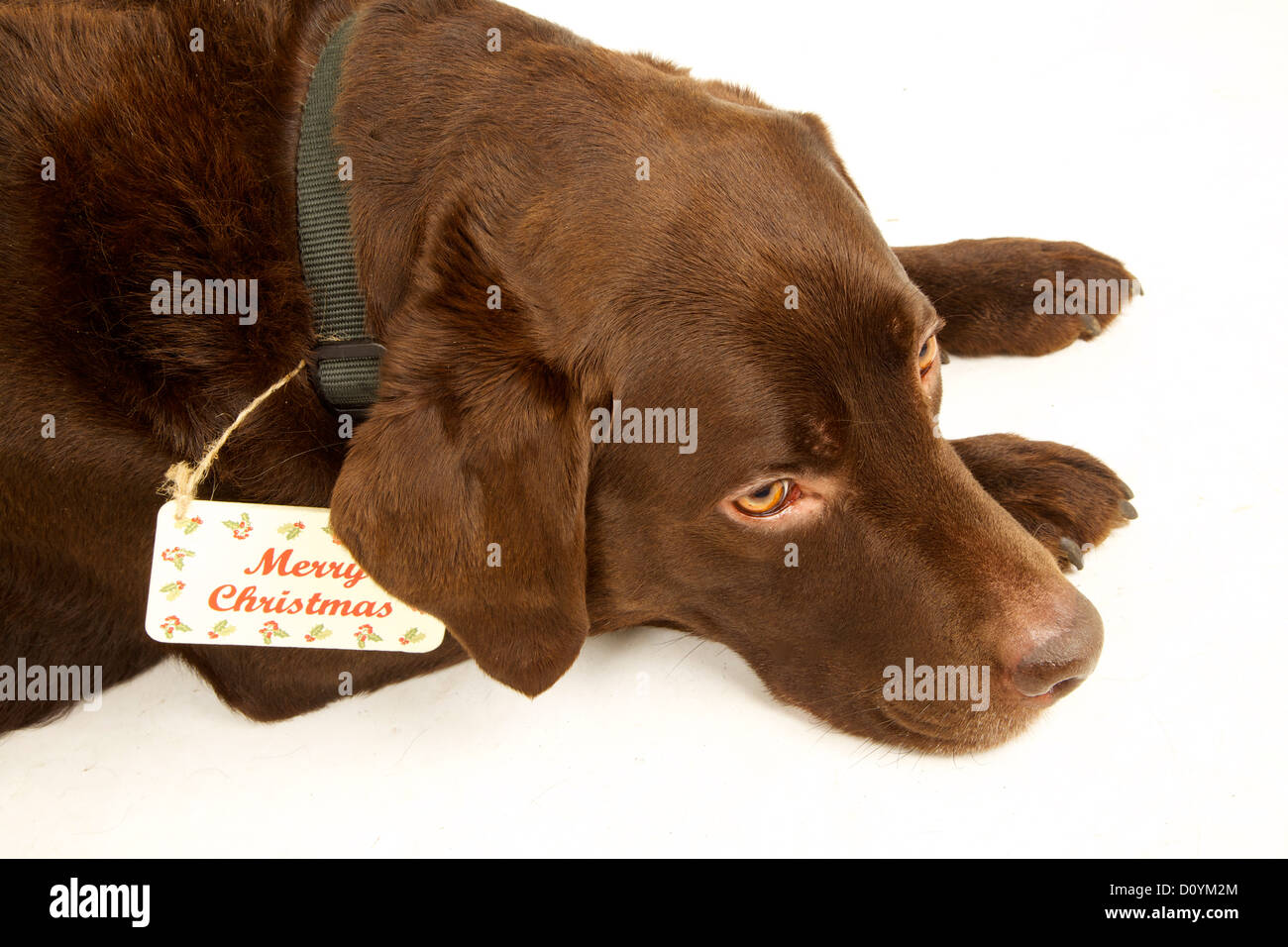 Of a male chocolate labrador on a white back drop hi-res stock ...