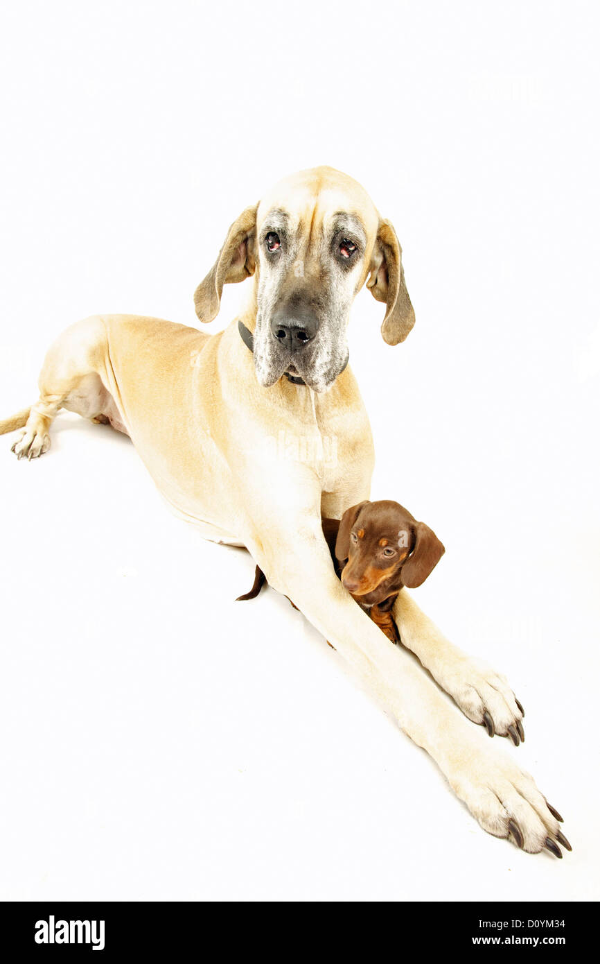 Two dog friends Stock Photo - Alamy