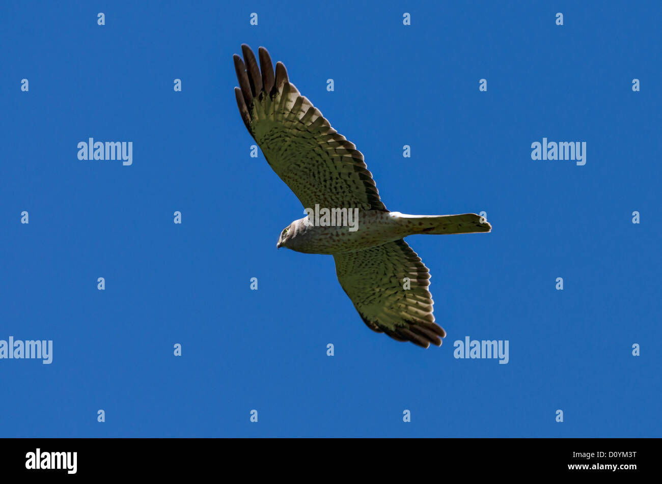 Northern Harrier in flight at Malheur National Wildlife Refuge, Oregon ...
