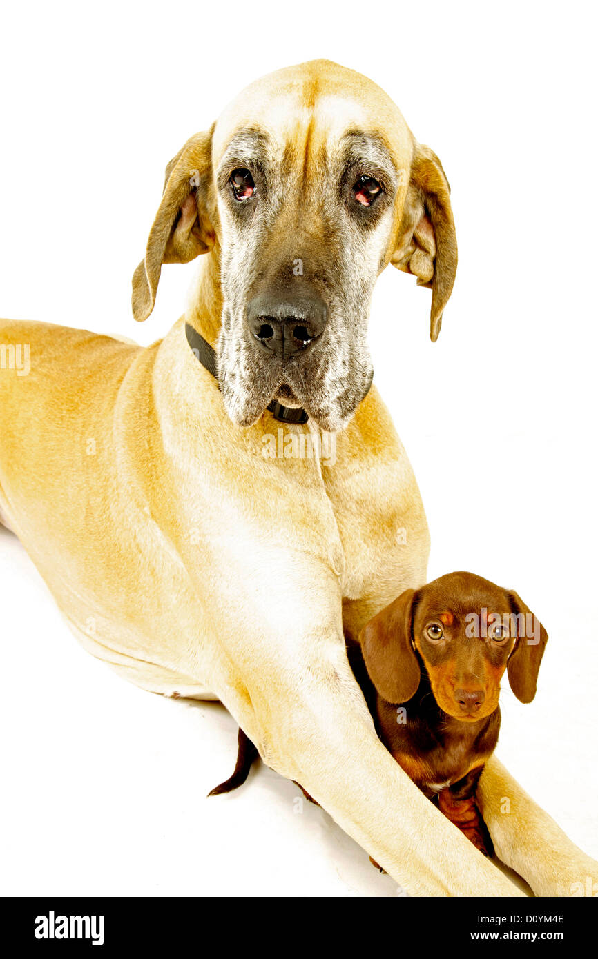 Best friends two dogs together Stock Photo - Alamy